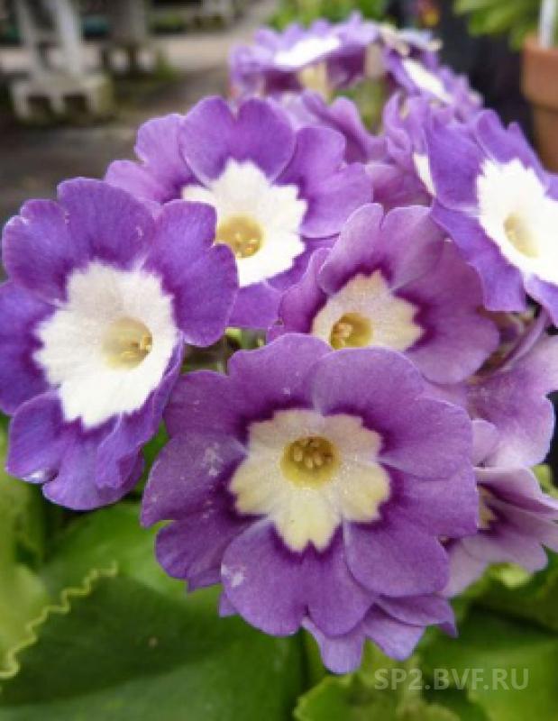 Растения ЗКС от Вертоград. выкуп 66 - совместные закупки. Оставить заказ на sp2.bvf.ru по ...